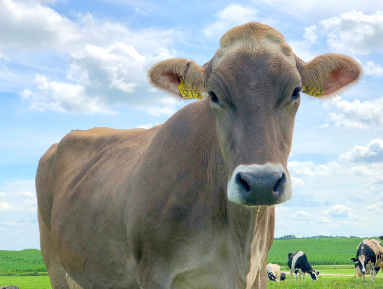 Sassy Cow Creamery | A Farmstead Dairy That Brings Freshness and ...